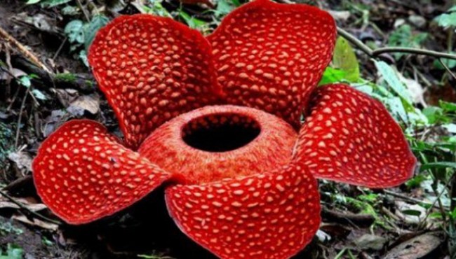 Si është ‘lulja kufomë’ ? - Portali Shkollor