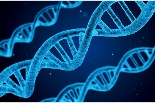 Model testi, lënda Biologji - Portali Shkollor