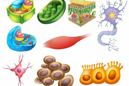 Test provë për maturantët në lëndën e biologjisë - Portali Shkollor