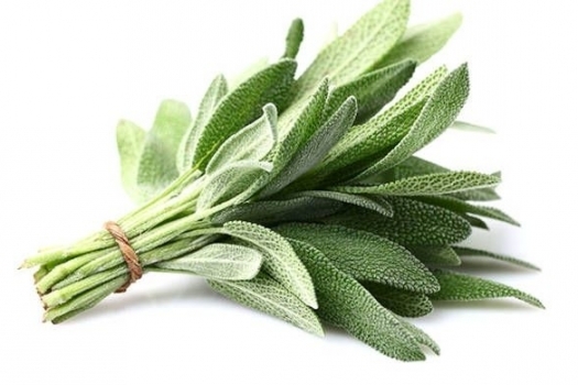 Sherebela për shërimin e shumë sëmundjeve - Portali Shkollor