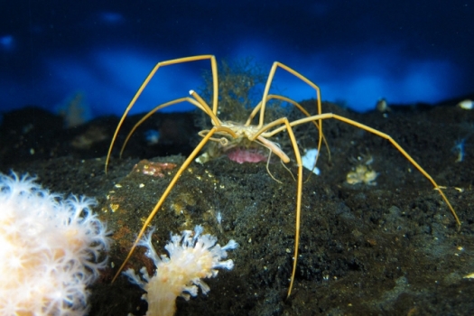 Si kanë mundur merimangat e detit t'i mbijetojnë kohës? - Portali Shkollor